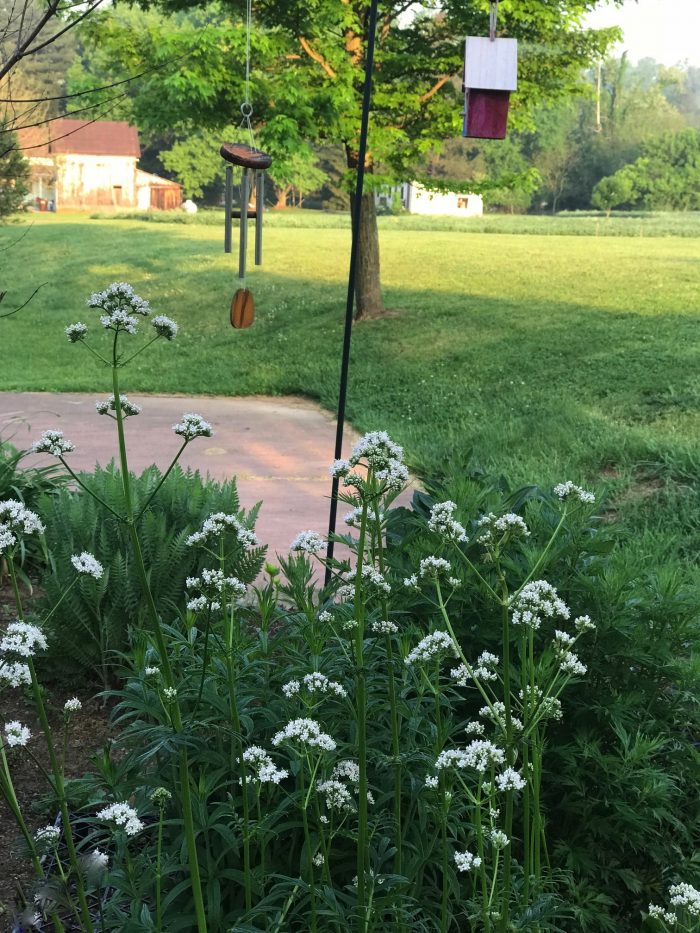 Growing Valerian: Taking Root in the Garden - Countryside